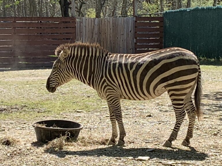 Lehigh Valley Zoo – Wander Filled Musings